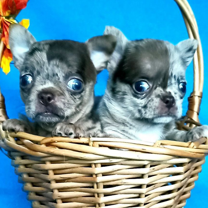 Чихуахуа, щенок