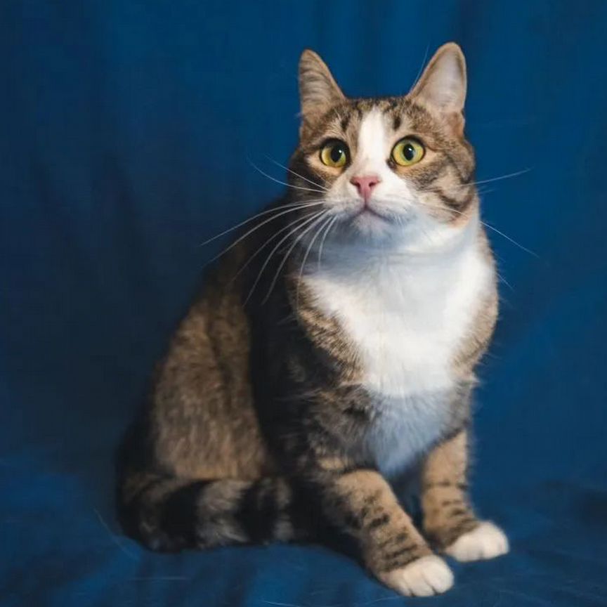 Взрослый кот в добрые руки