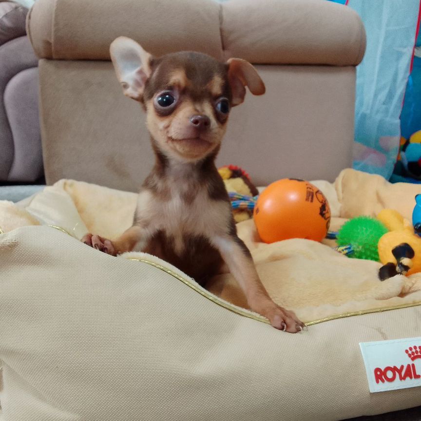 Мини той-терьер