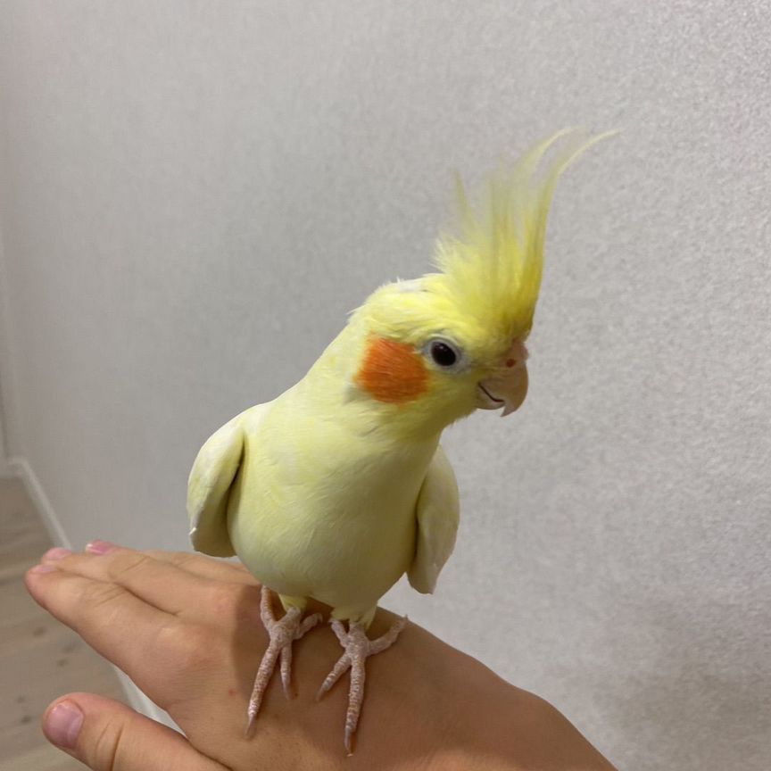 Попугай корелла самка с клеткой