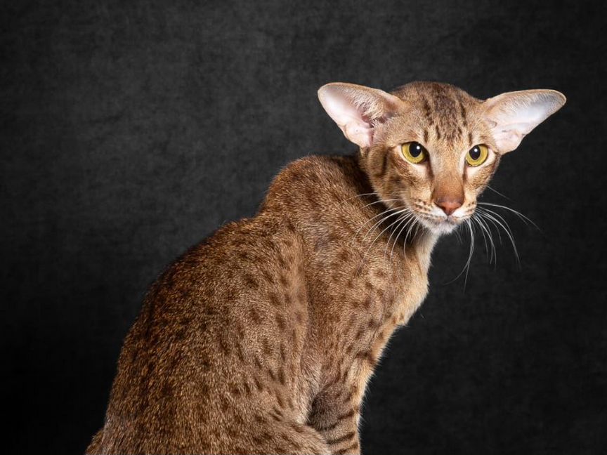 Раннее бронирование ориенталов