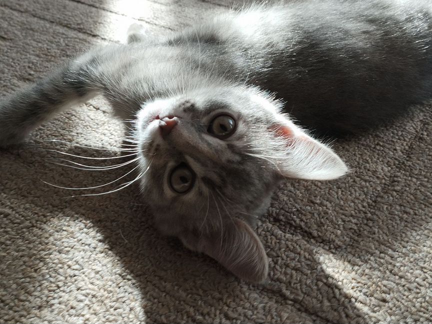 Котёнок от ловчей