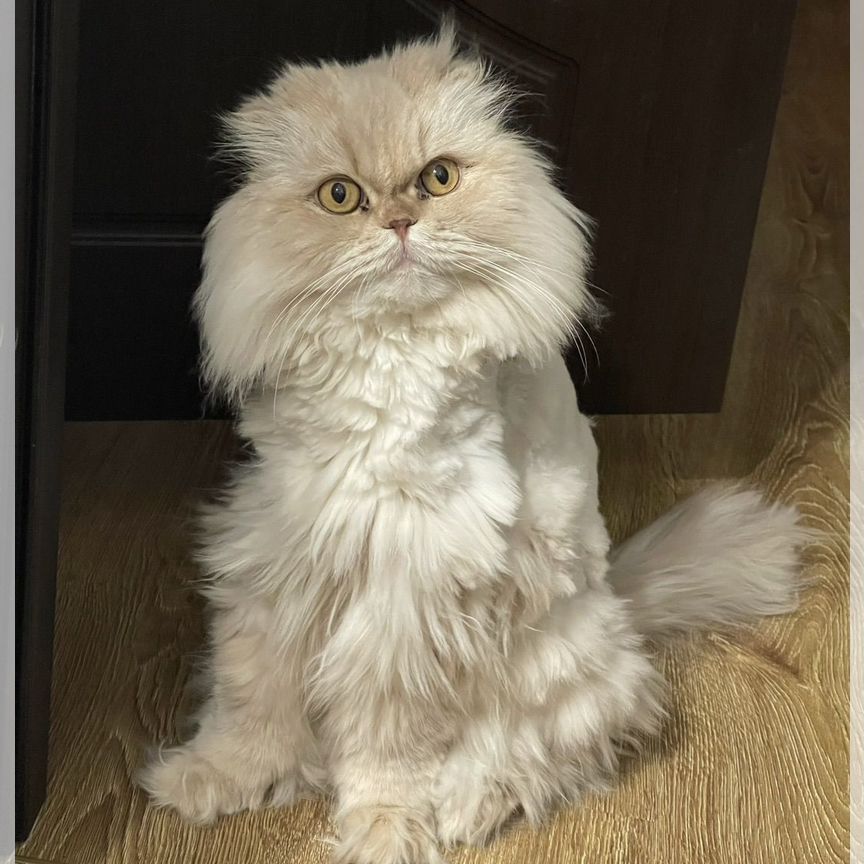 Котик взрослый хайленд-фолд в дар