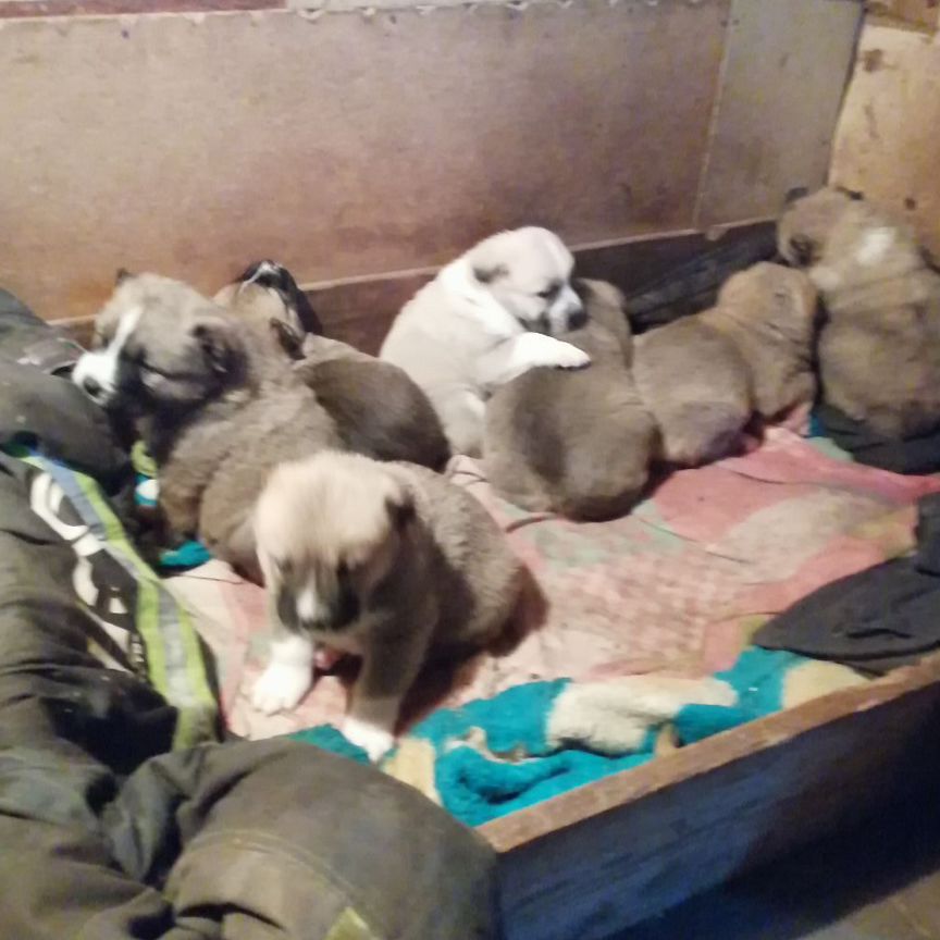 Кавказская овчарка, щенок