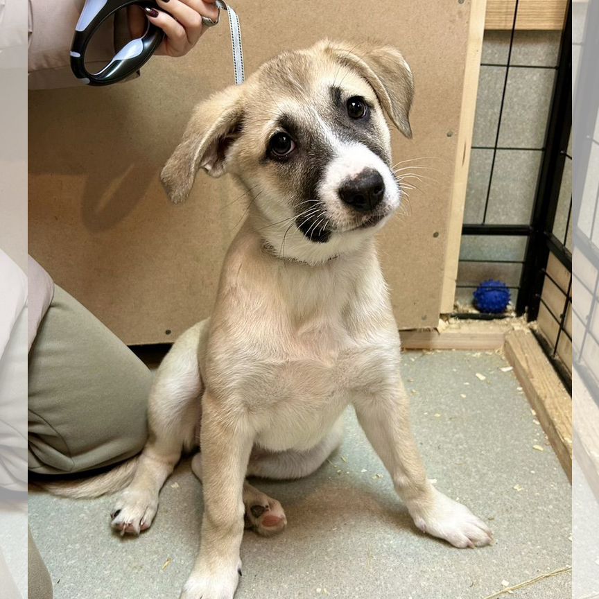 Щенок Бонни давно ждет свою семью