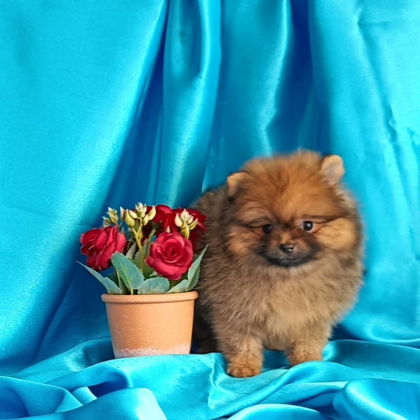 Щенки шпица