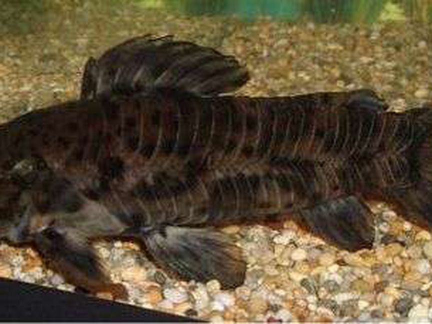 Сом таракатум