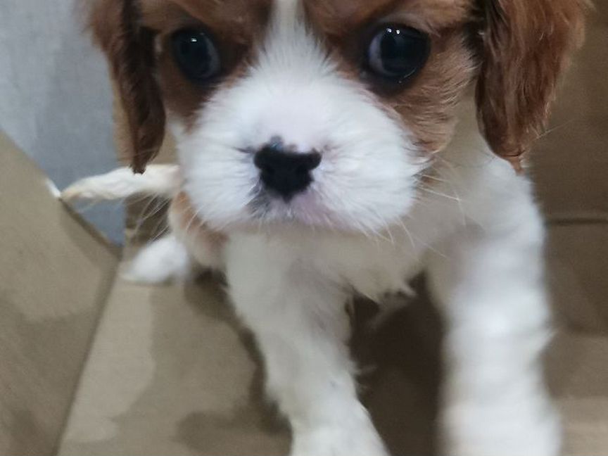 Девочка ккчс