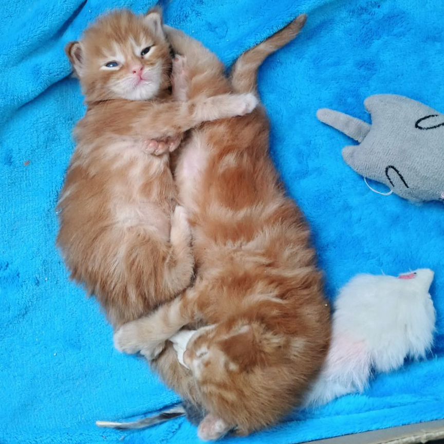 Котята мейн-кун