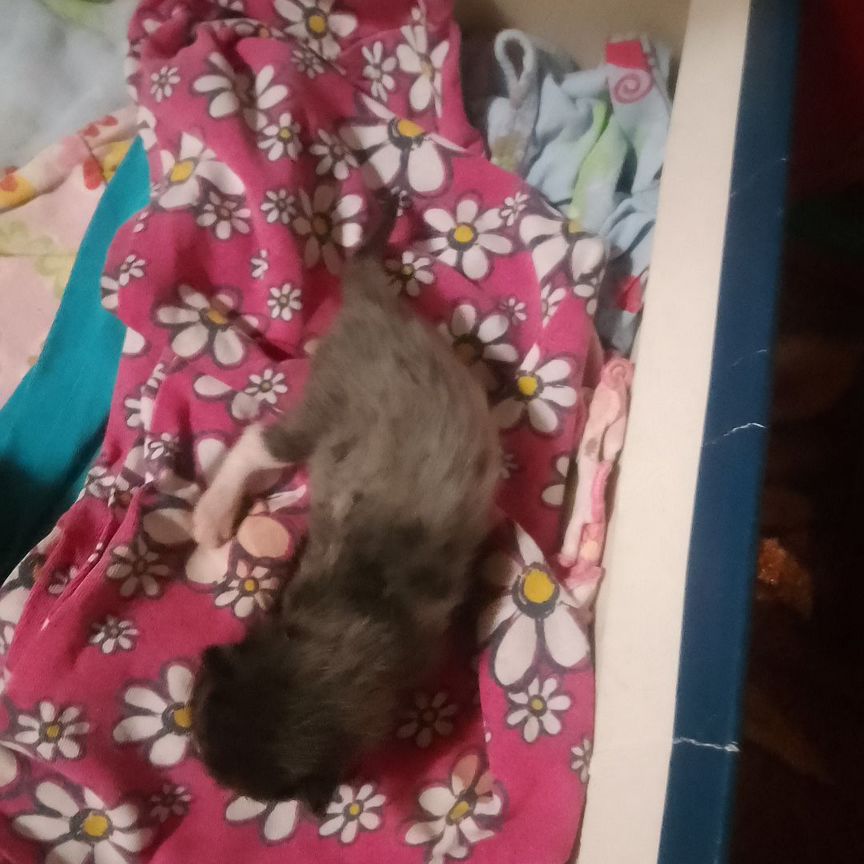 Кличку мы покажем котёнка не передумали