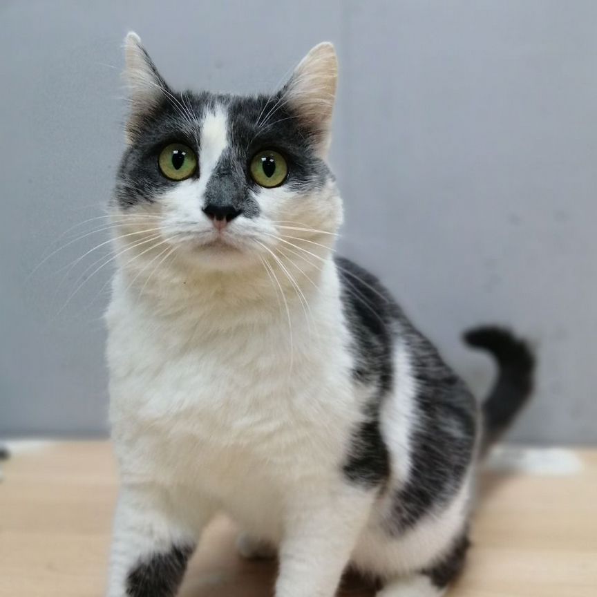 В добрые руки