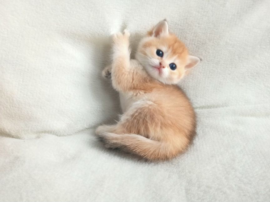 Шотландские плюшевые малыши