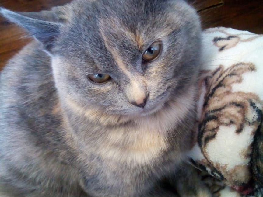 Кошечка