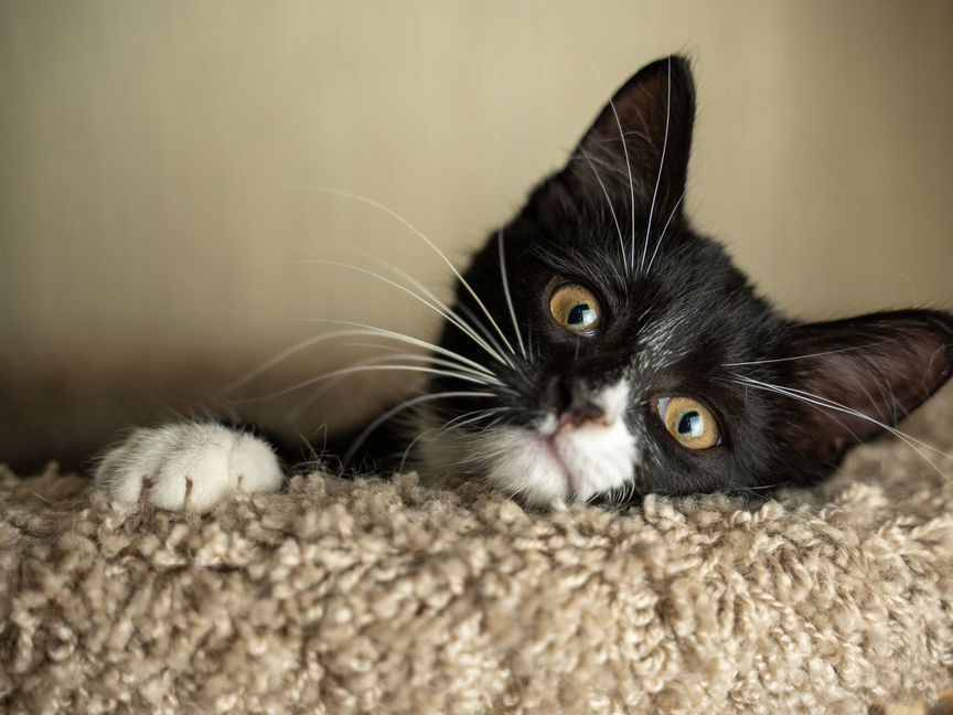 Очаровательная малышка Панди в добрые руки