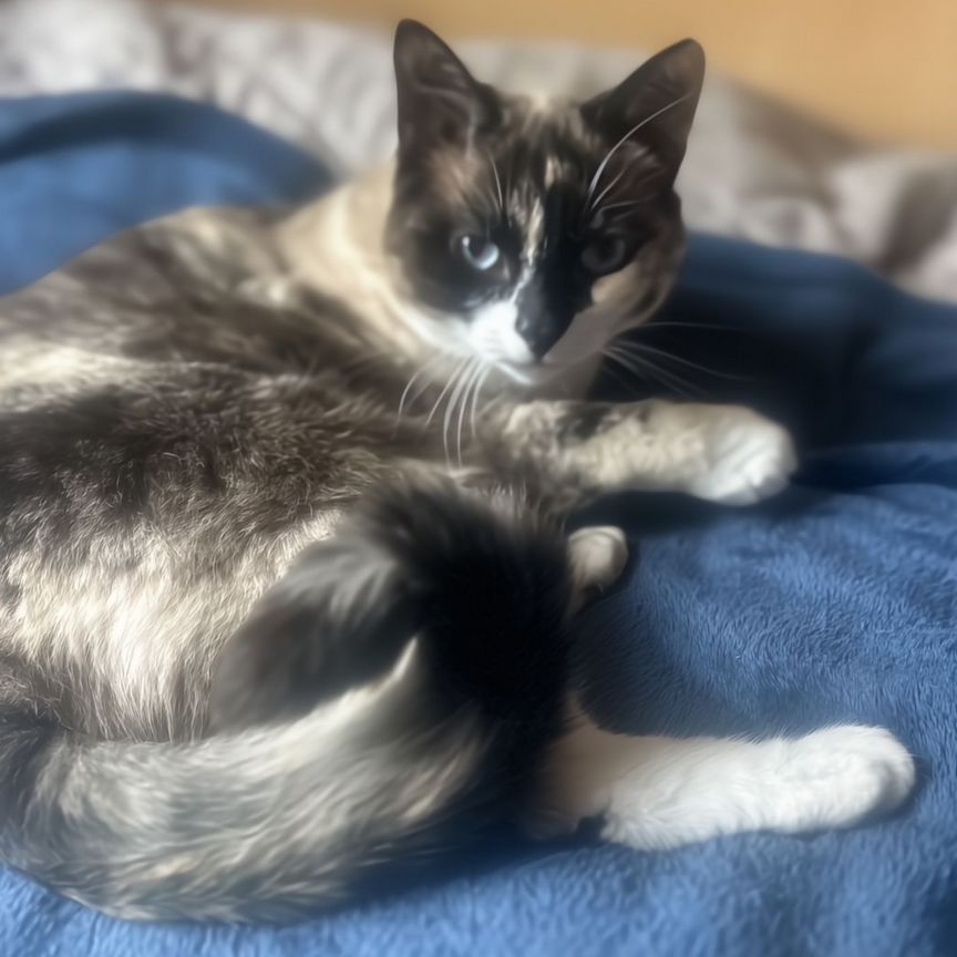 Взрослая кошка в добрые руки