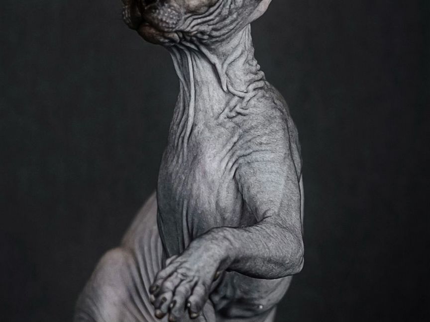 Канадский сфинкс В разведение