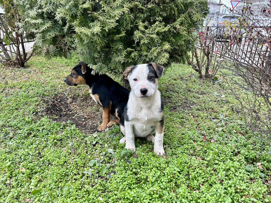 Щенята в хорошие руки