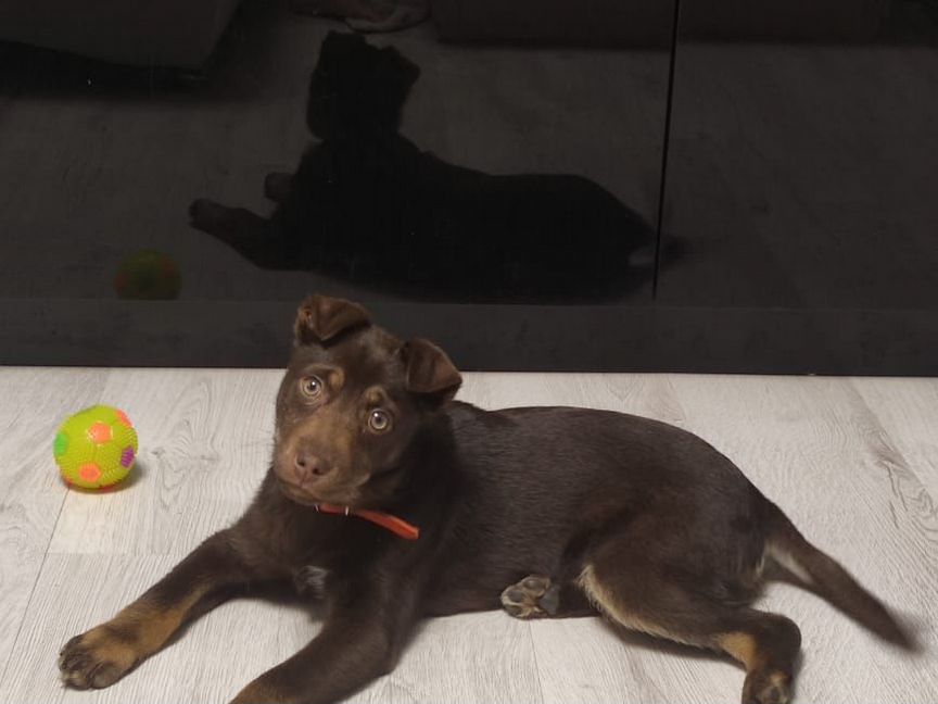 Шоколадный щенок ищет дом