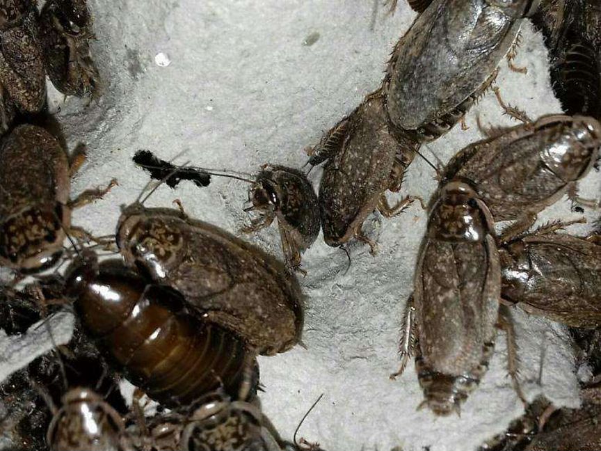 Мраморные тараканы