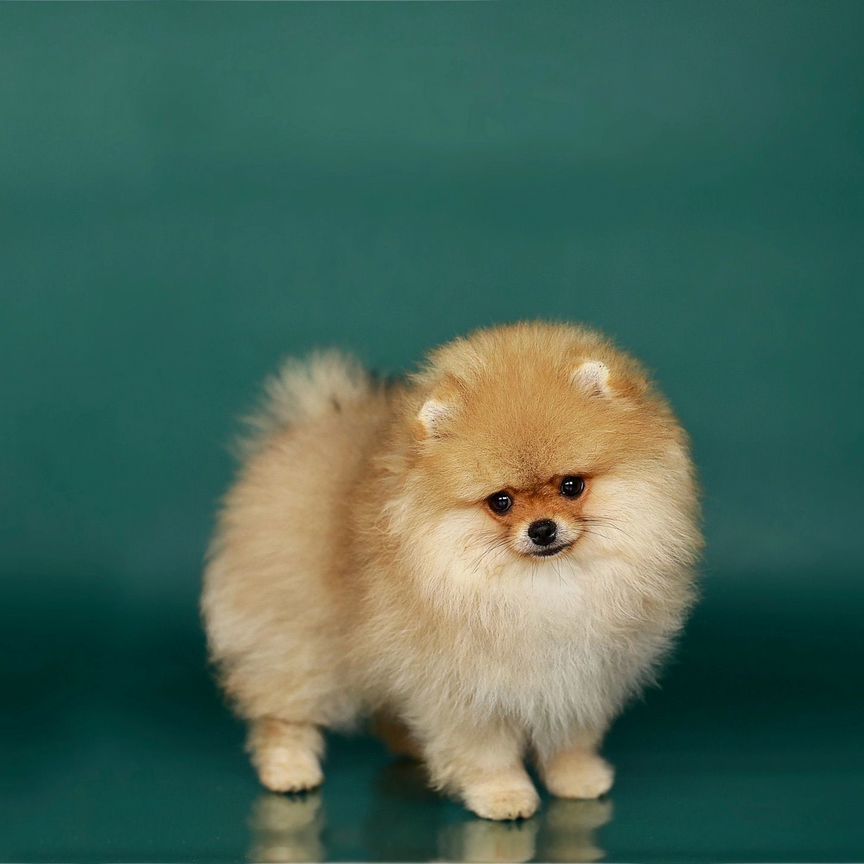 Миниатюрный малыш шпиц