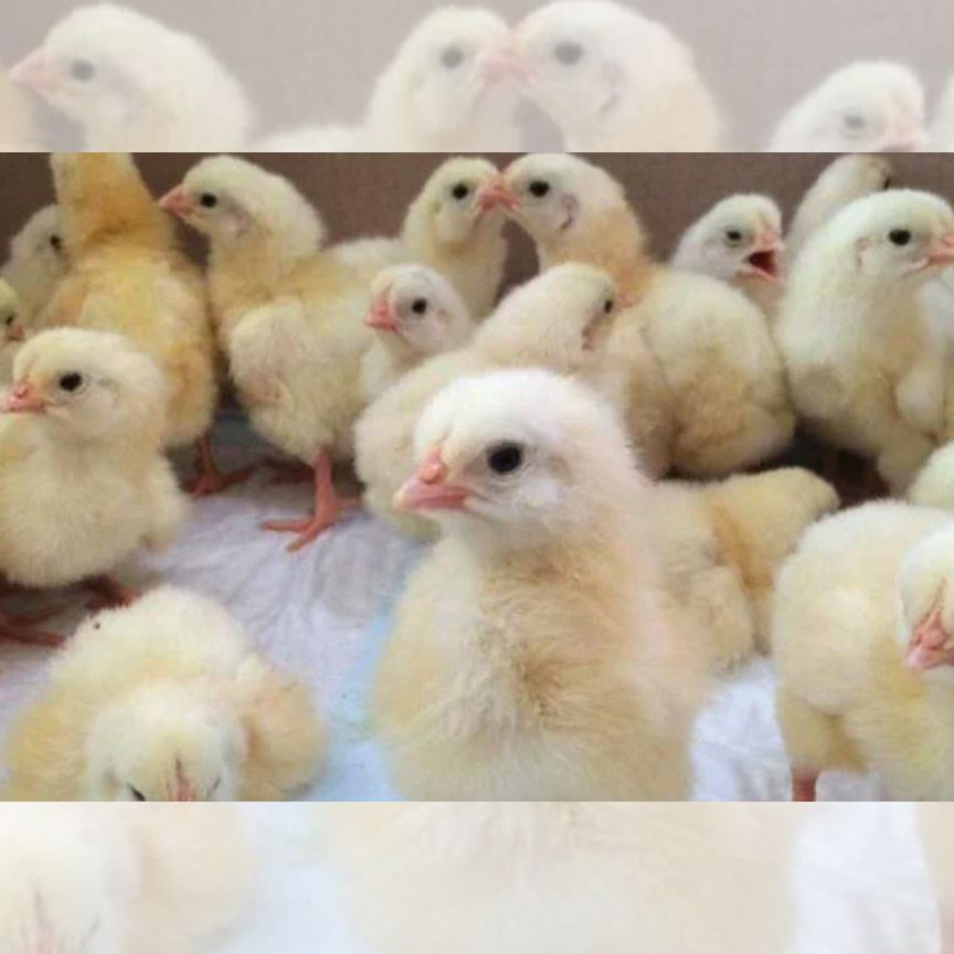 Цыплята бройлеры росс 308