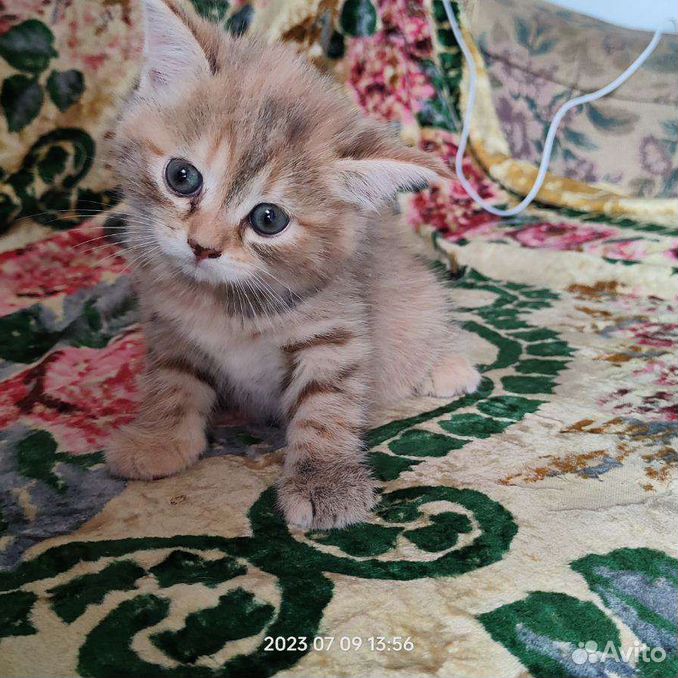 Котенок девочка от Шотландской кошки