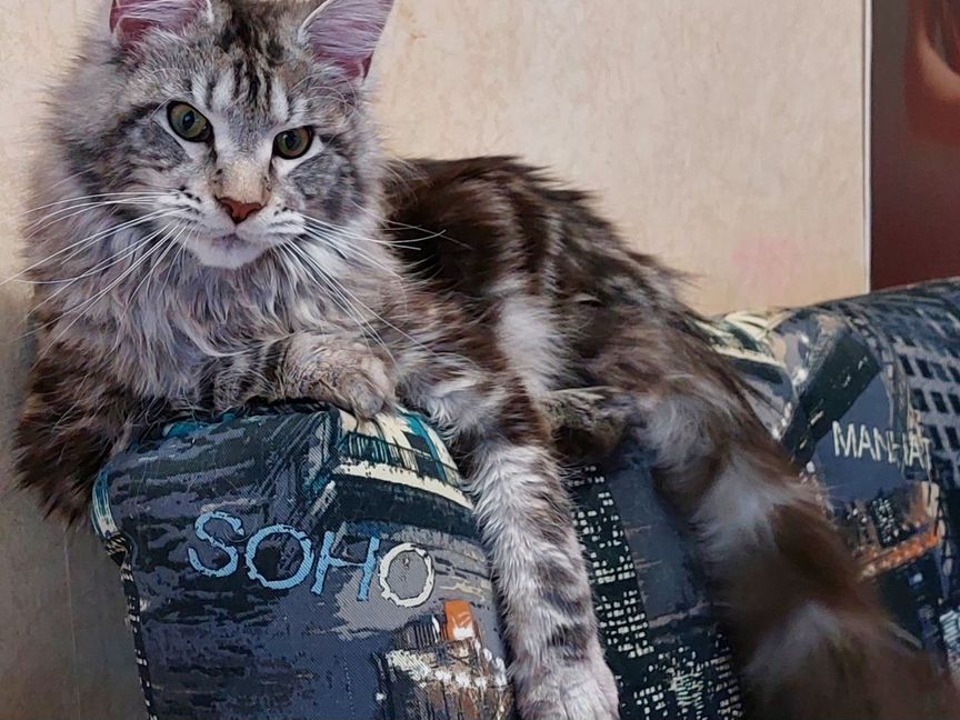 Мейн-кун в добрые руки