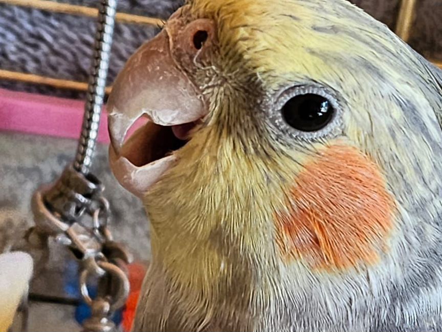 2 Попугая Корелла с клеткой