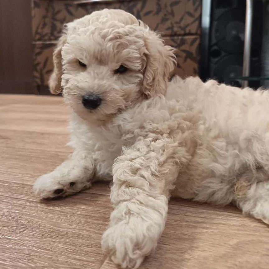 Карликовый пудель, щенок