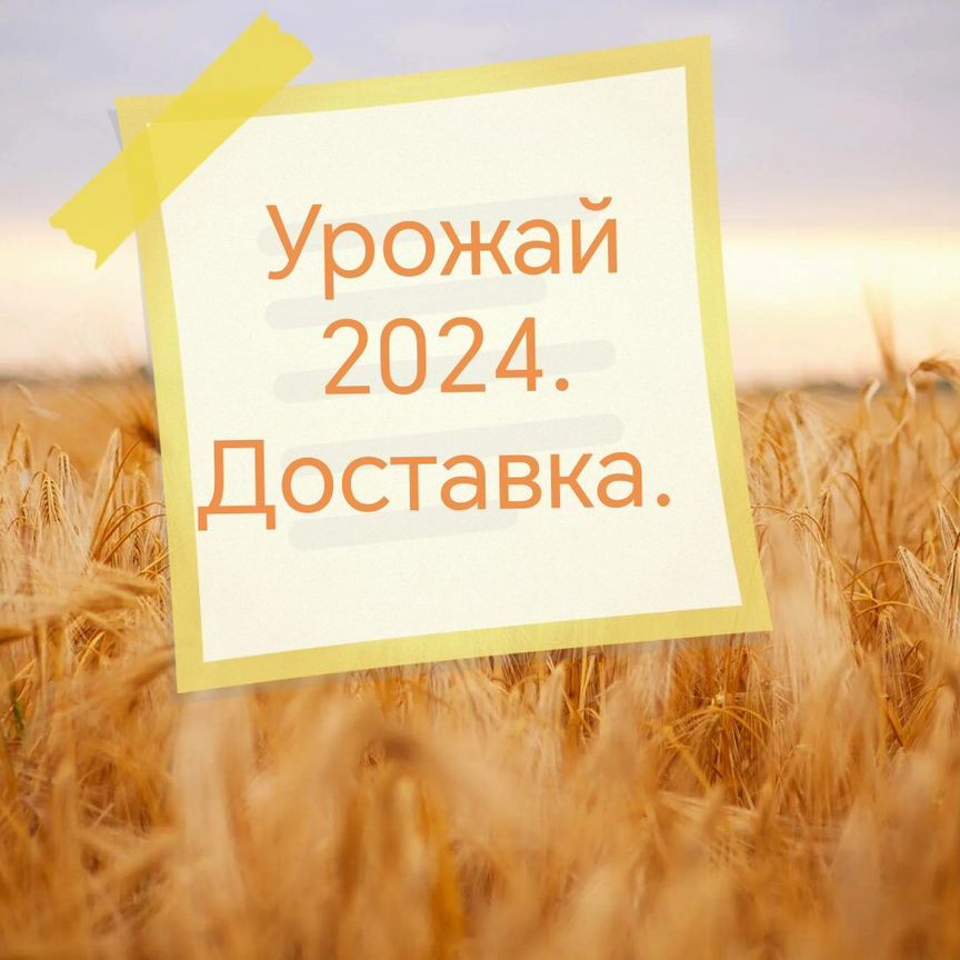 Зерно, пшеница, ячмень, овёс с доставкой