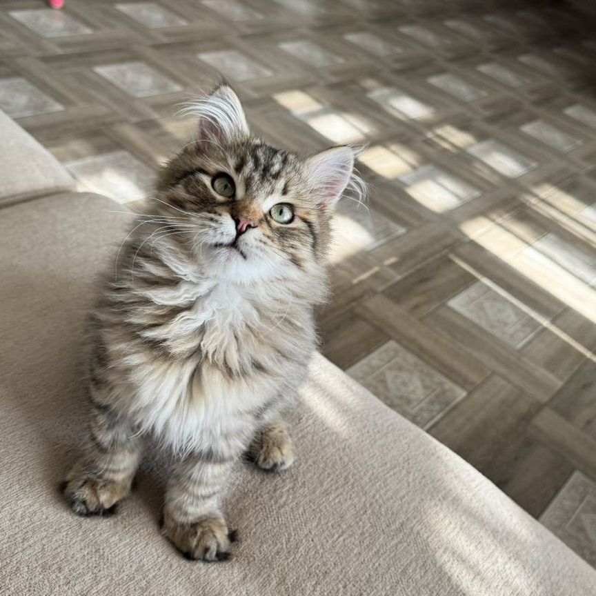 Сибирский котик