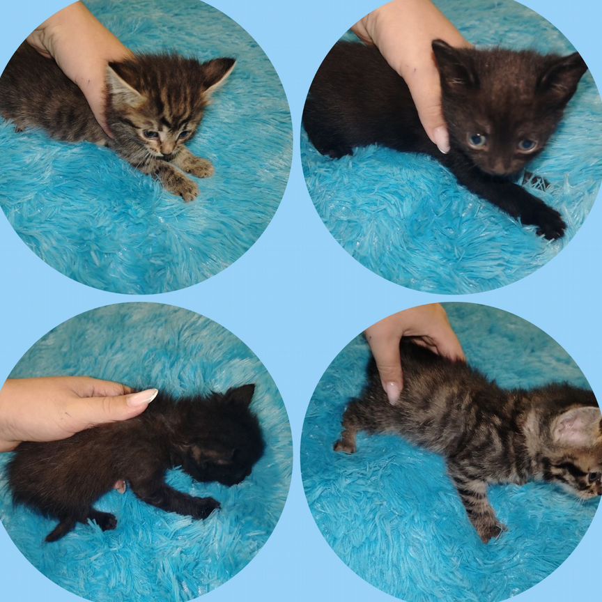 Котята