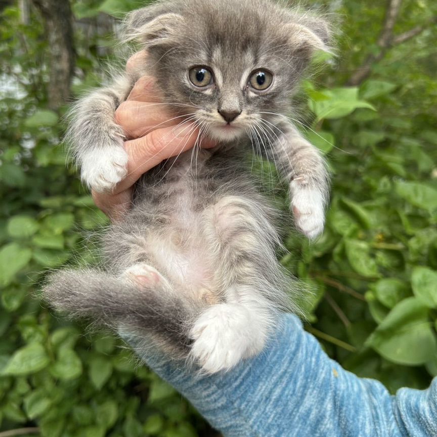 Котёнок в добрые руки