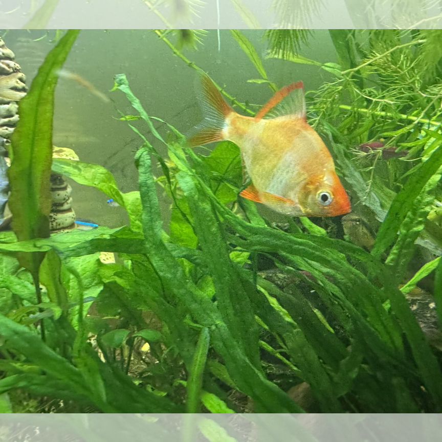 Рыба Барбус, Моллинезия, Данио, улитки Маризы