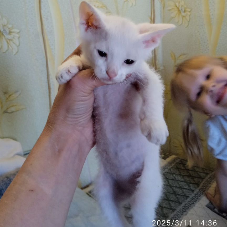 Белый котенок полусфинкс