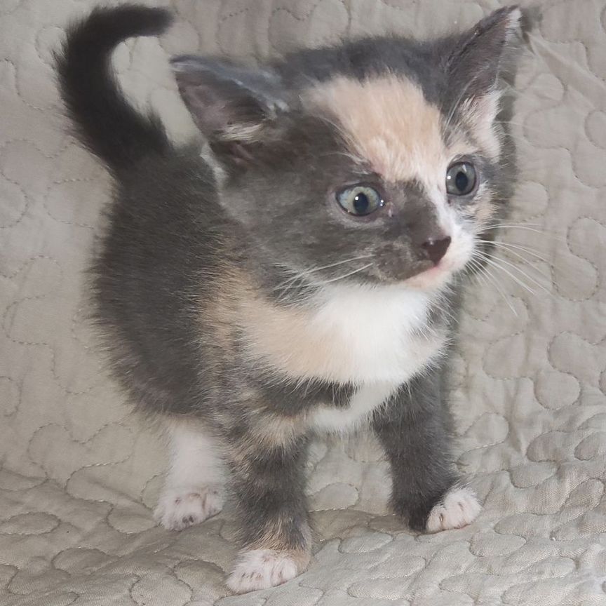 Котёнок ищет дом и добрые руки