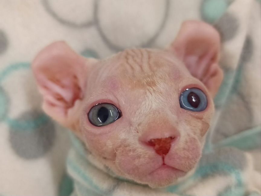 Канадский сфинкс эльф котенок