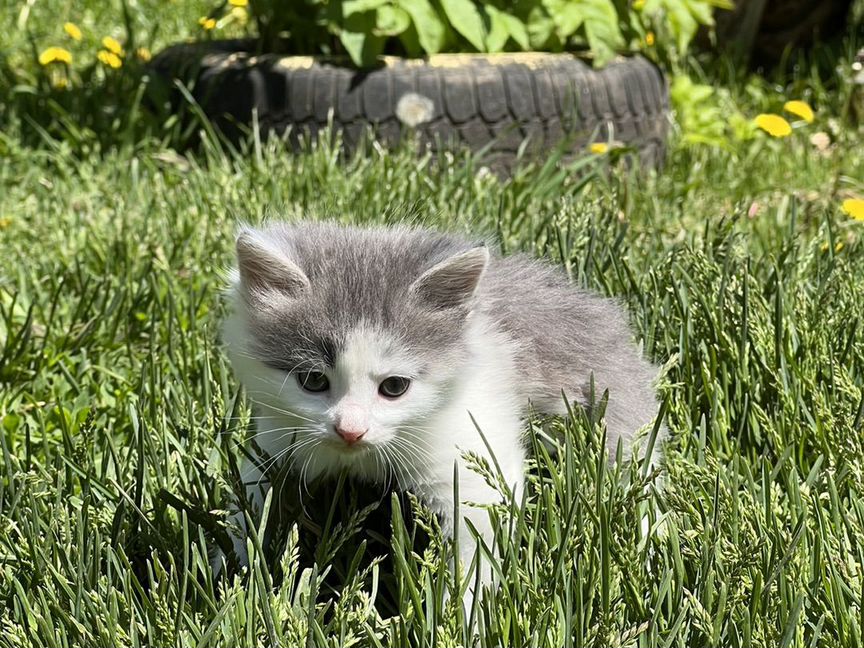 Котята в добрые руки
