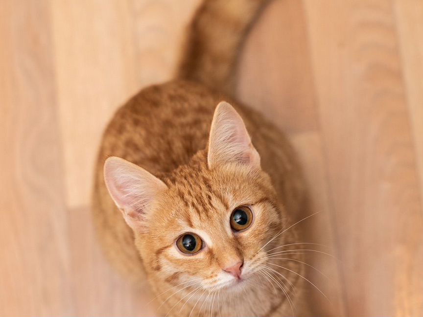 Котенок ищет дом