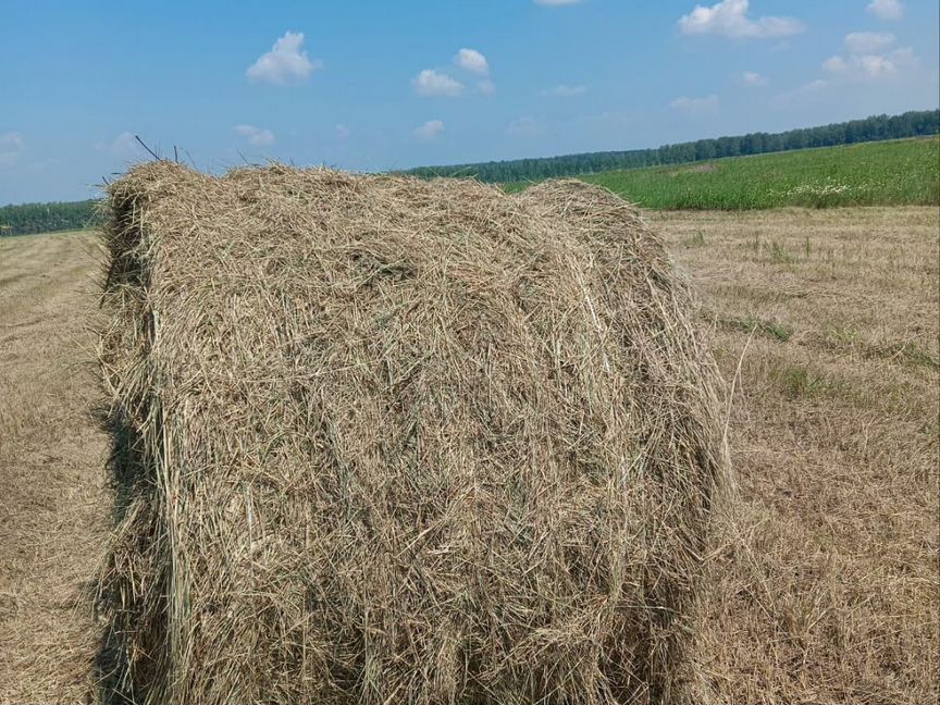 Сено в рулонах