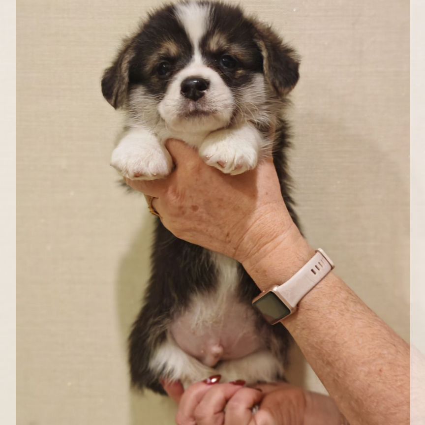 Вельш Корги Пемброк, щенок