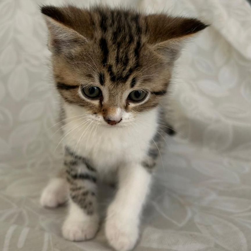 Умный, веселый котенок мальчик, 1.5 мес бесплатно