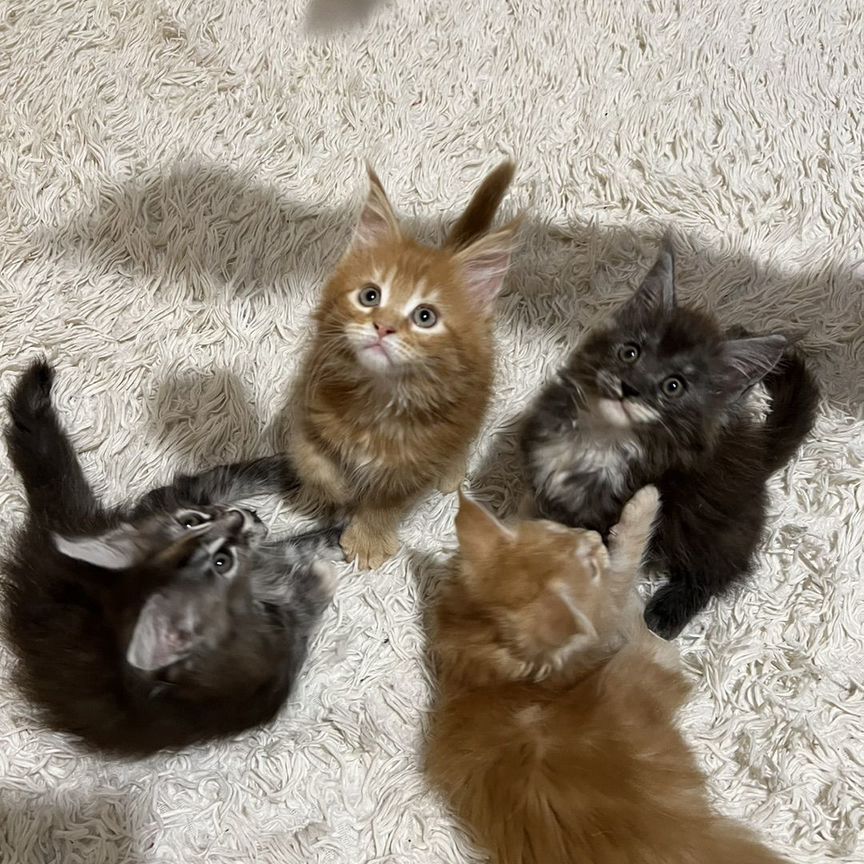 Котята мейн-кун
