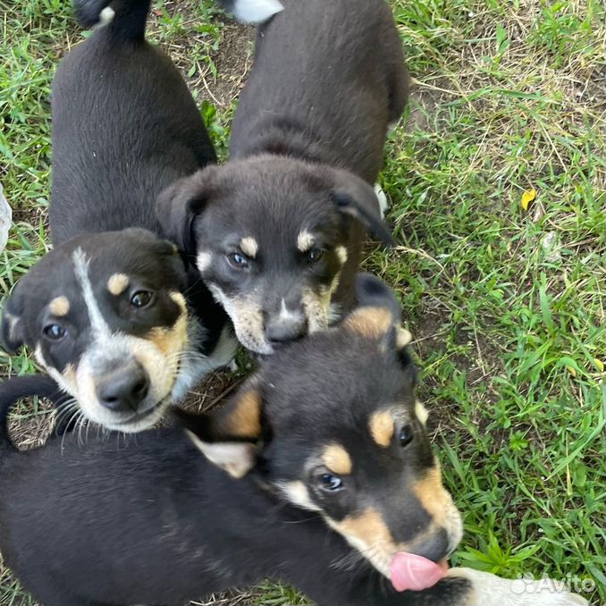 Мужички-бурундучки ищут дом