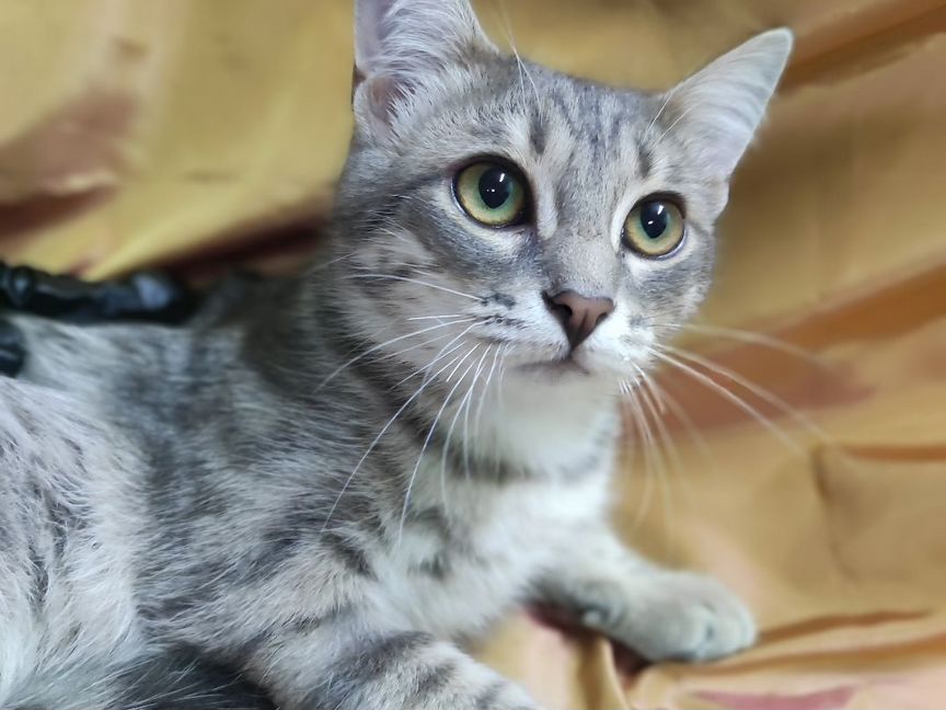 Котик Эш