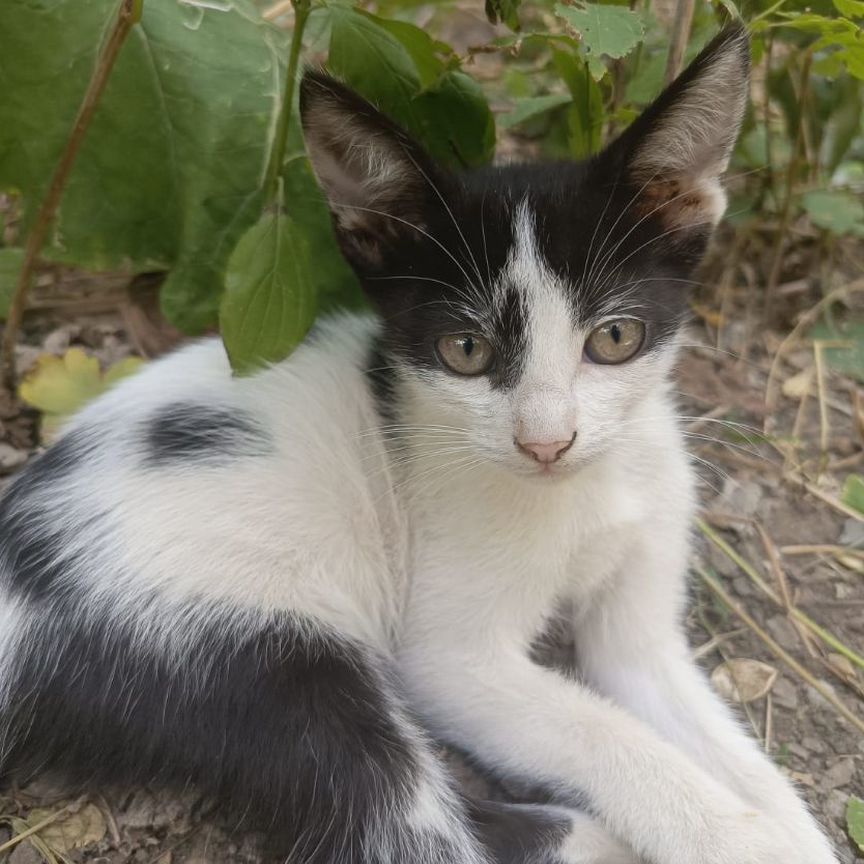 Котенок (девочка) в добрые руки бесплатно