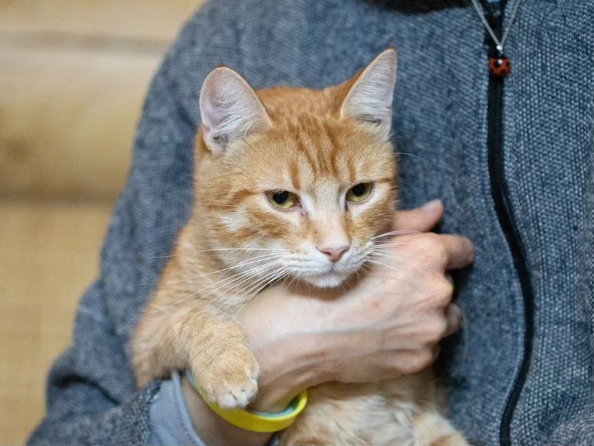 Рыжик Марсель в добрые руки