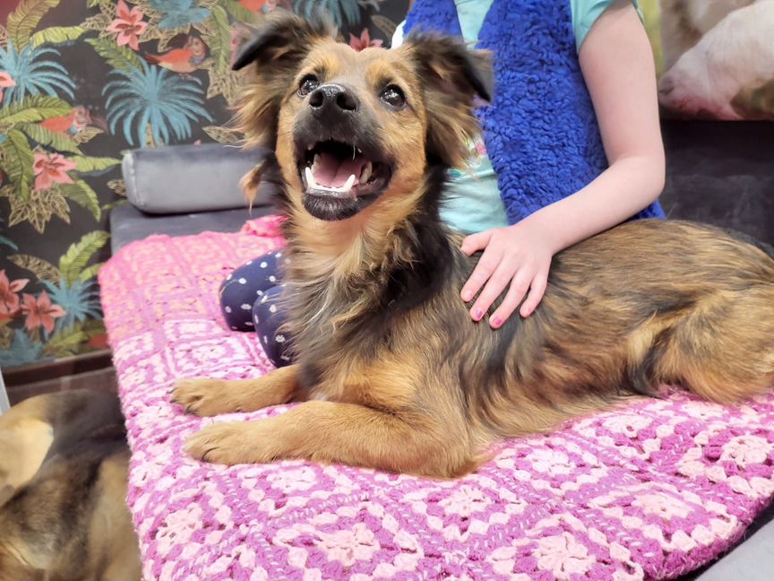 Маленькая собака Ричи