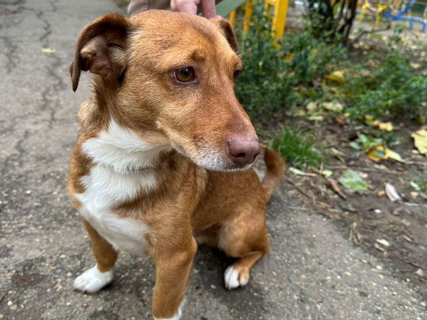 Собака в добрые руки