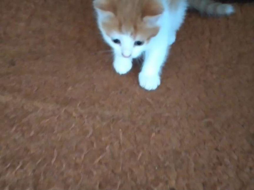 Кошка